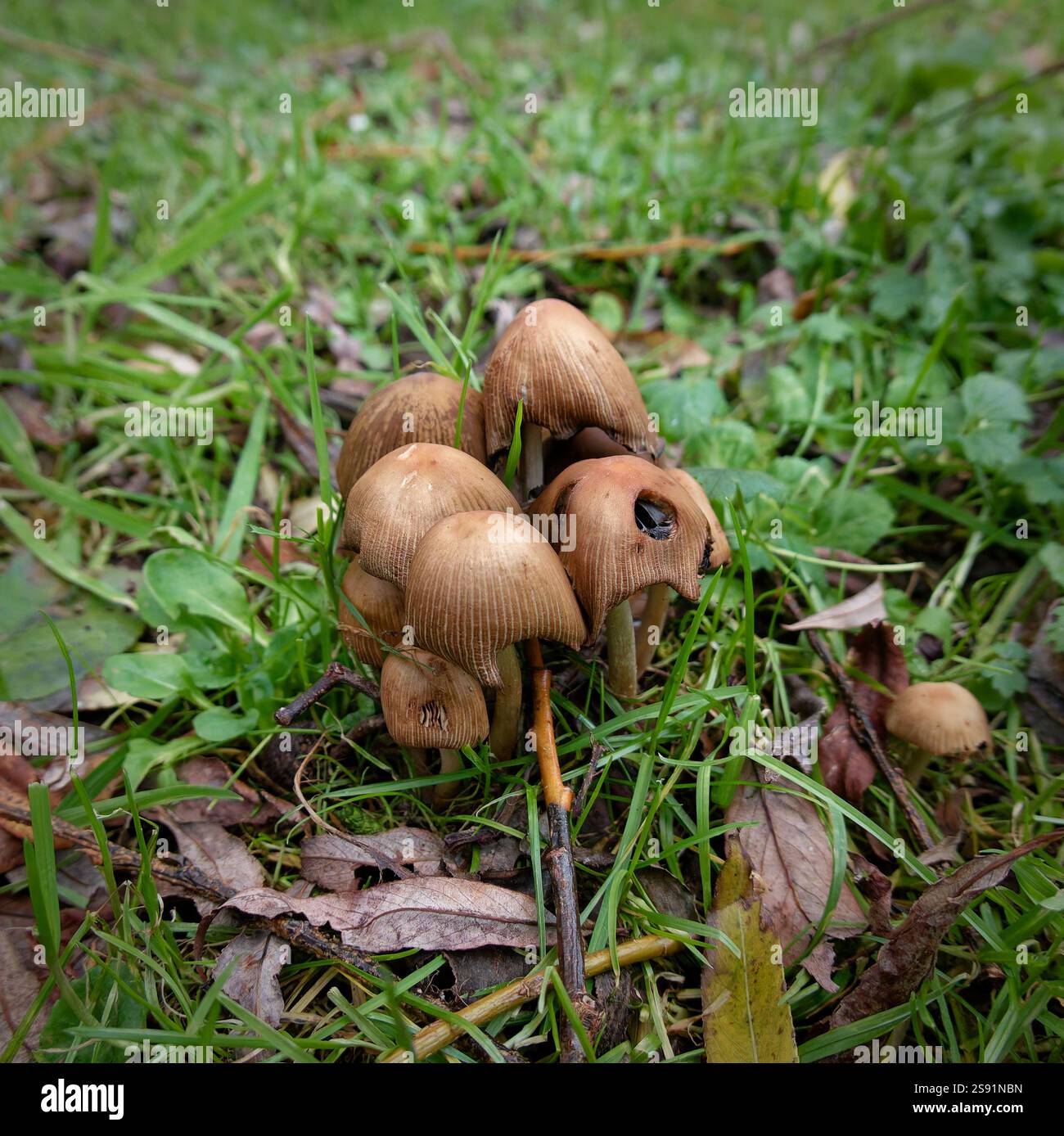 Close-up view of several small, light brown Inkcap mushrooms - one ...