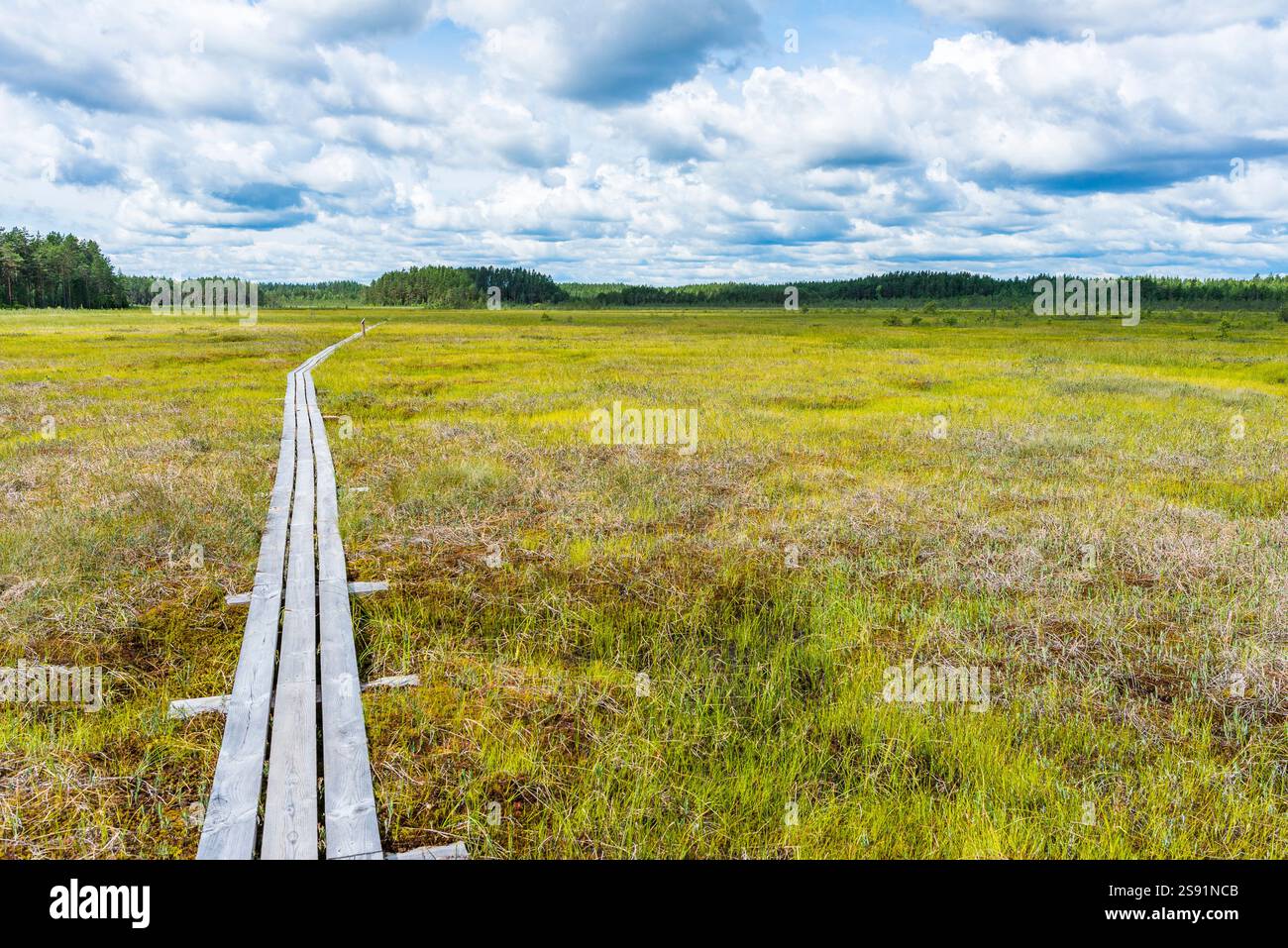 Wooden Boardwalk Hiking Trail in Muraka Nature Reserve, Estonia Stock ...