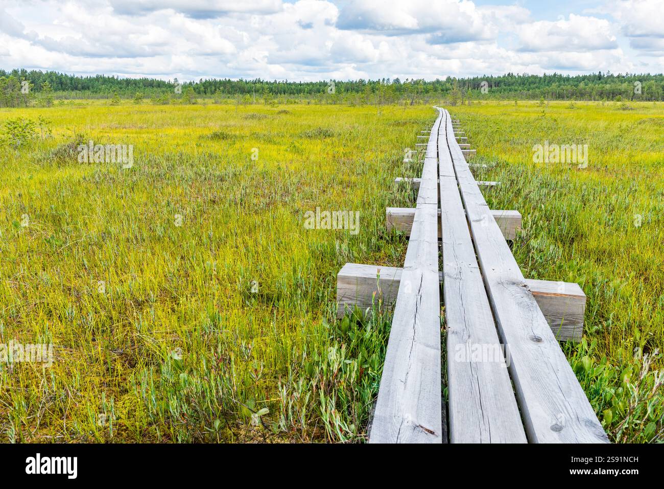 Wooden Boardwalk Hiking Trail in Muraka Nature Reserve, Estonia Stock ...