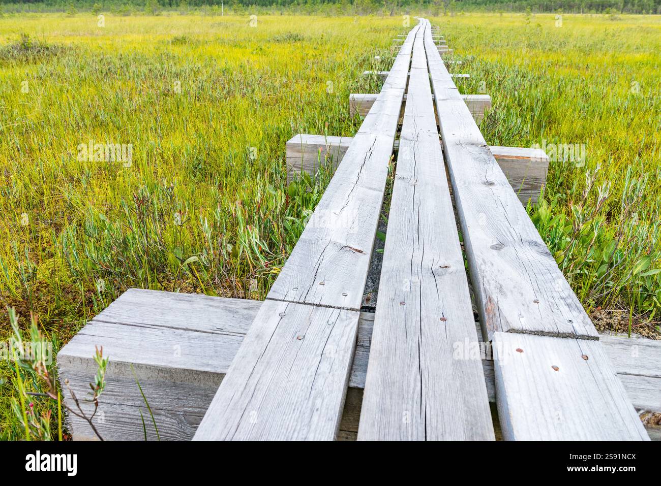 Wooden Boardwalk Hiking Trail in Muraka Nature Reserve, Estonia Stock ...