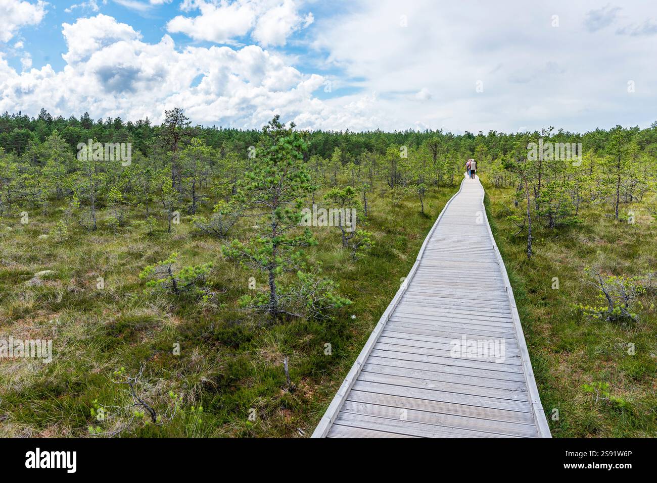 Walkers on the Viru Bog Trail, Lahemaa National Park, Estonia Stock ...
