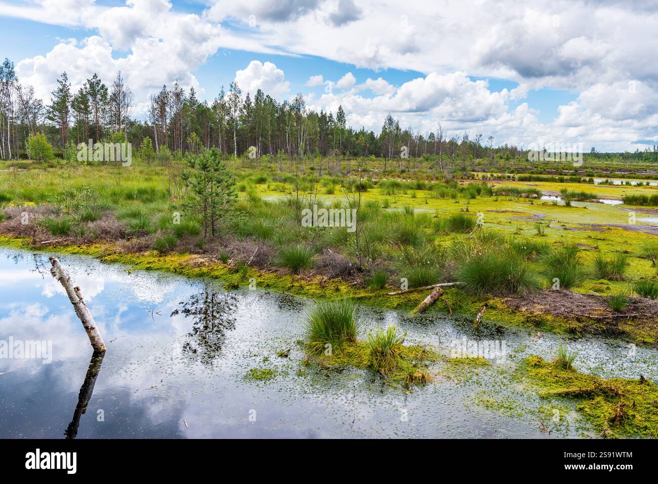 Restored and Rewetted Peat Bog, Viru Bog, Lahemaa National Park ...