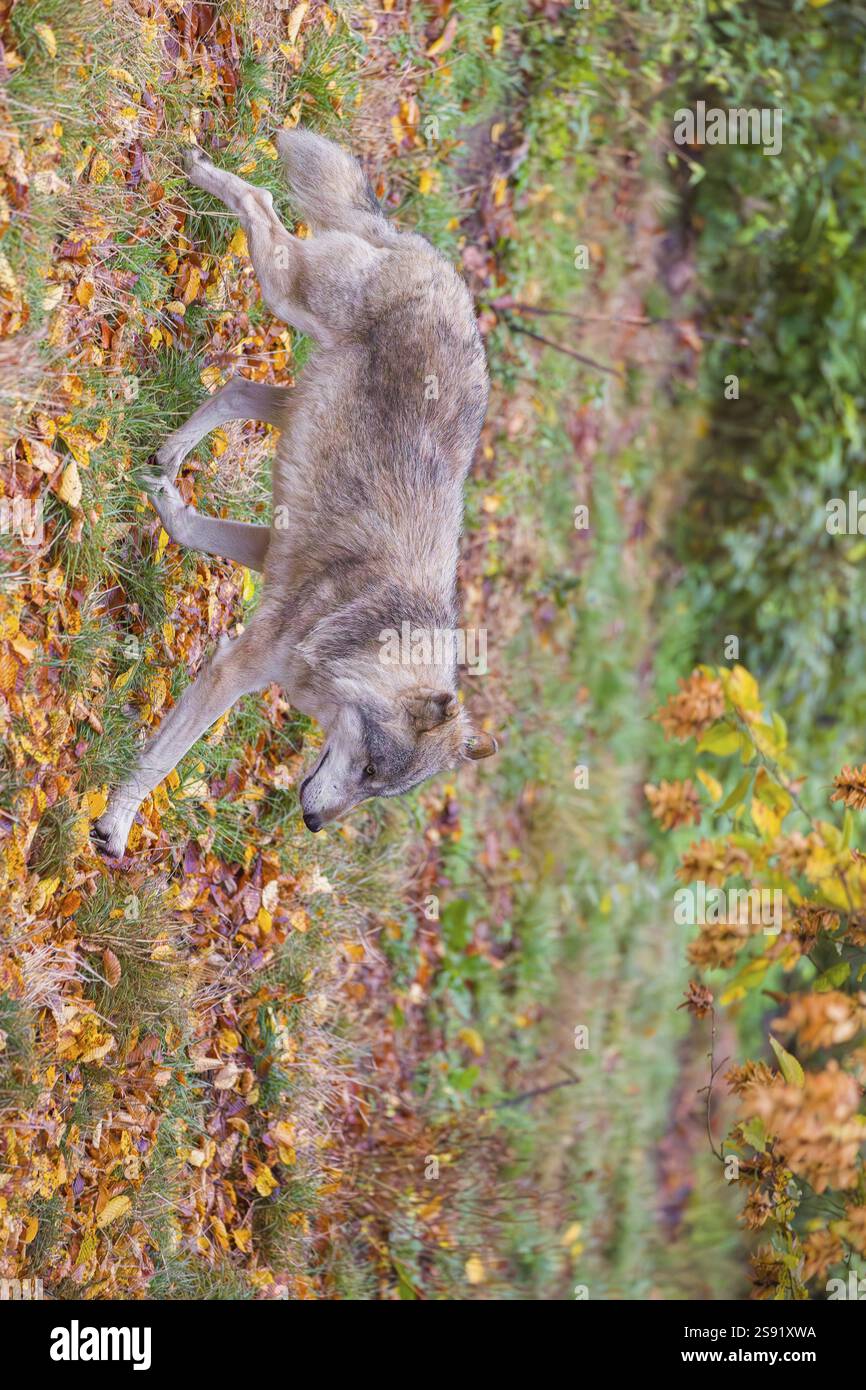 A eurasian gray wolf (Canis lupus lupus) runs along a forest edge ...
