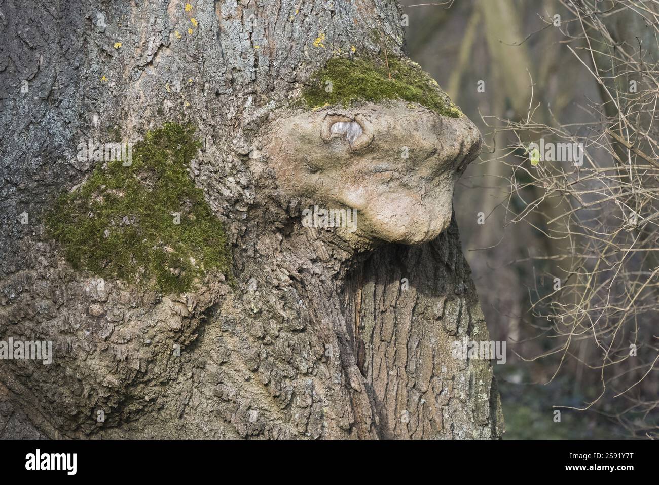 An old tree with gnarled bark and moss growth in the forest, animal ...