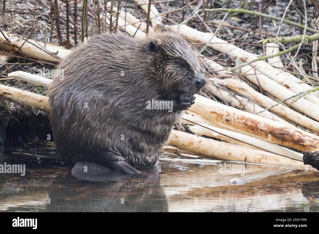 A beaver (Castor fibre) sits by the water surrounded by gnawed branches ...