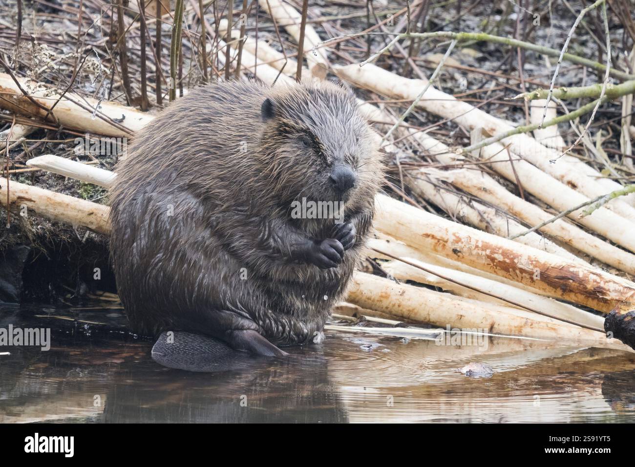 A beaver (Castor fibre) sits by the water surrounded by gnawed branches ...