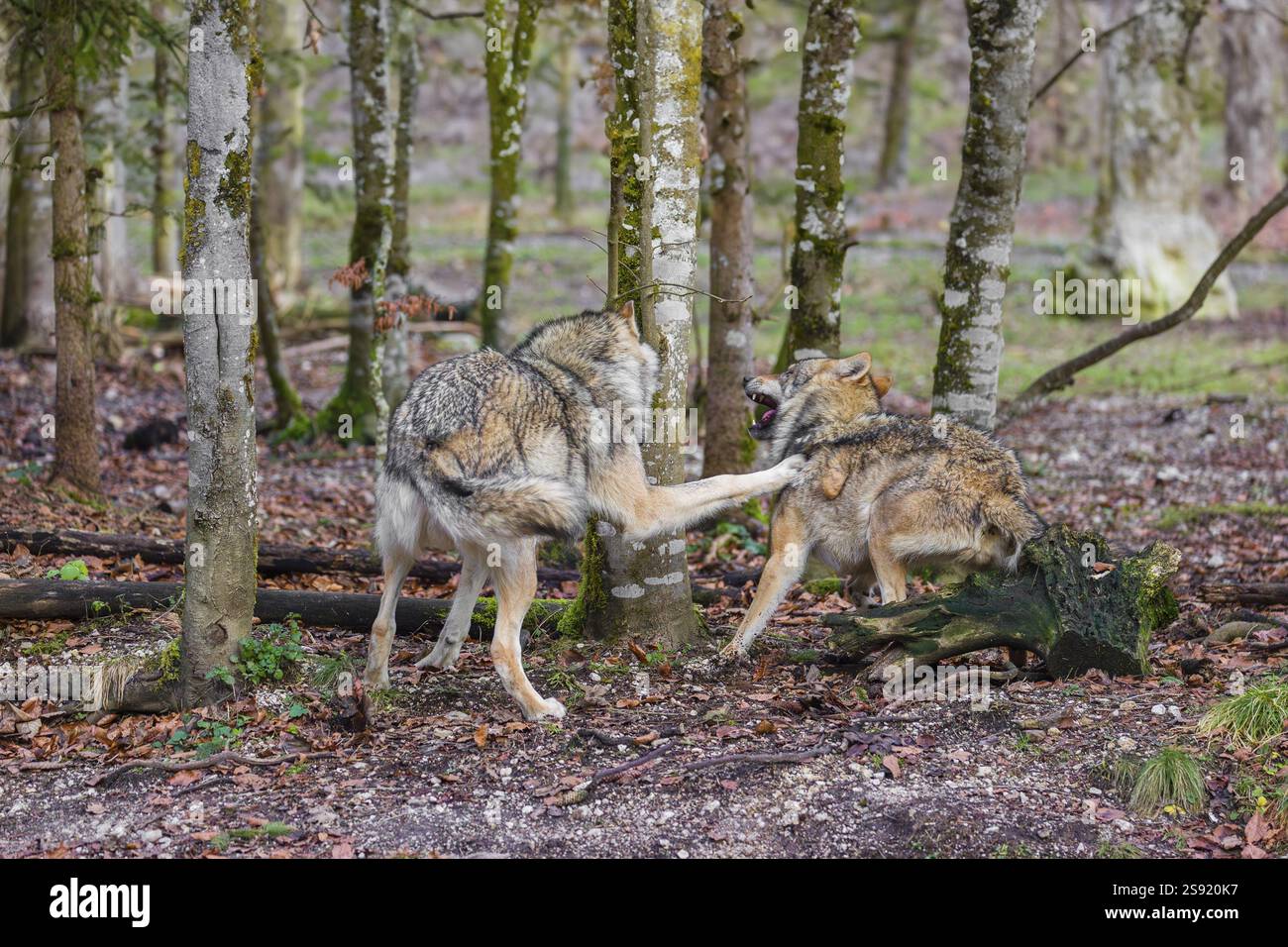 Two adult eurasian gray wolves (Canis lupus lupus) meet in a forest and ...