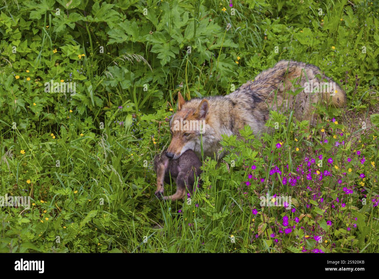 A female eurasian gray wolf (Canis lupus lupus) carries a pup to ...