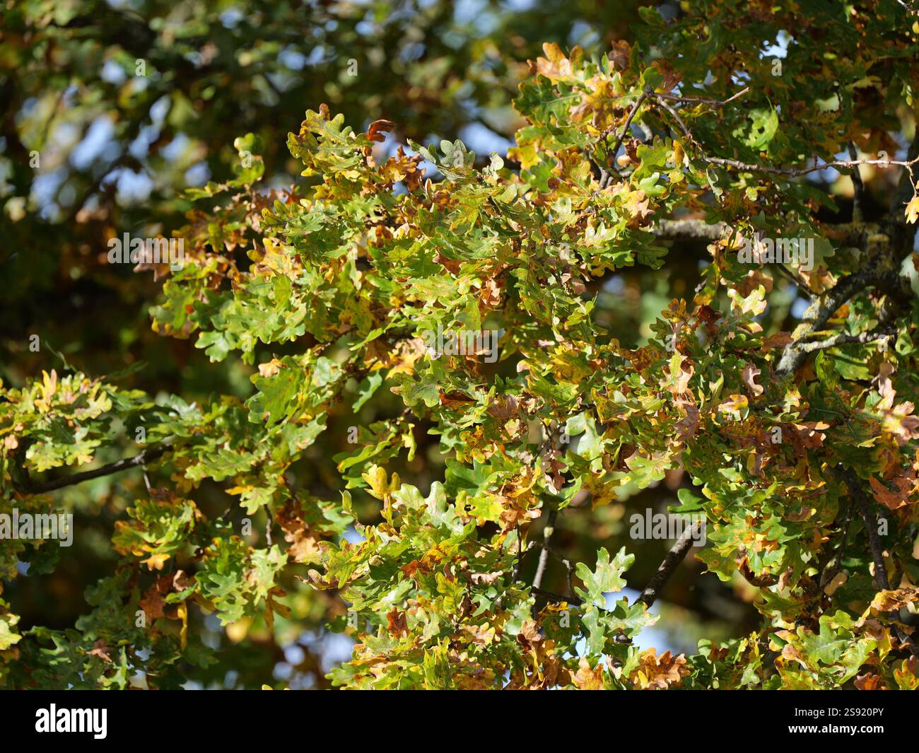 oak tree in autumn. Oak trees are deciduous trees whose leaves undergo vivid color changes in ...