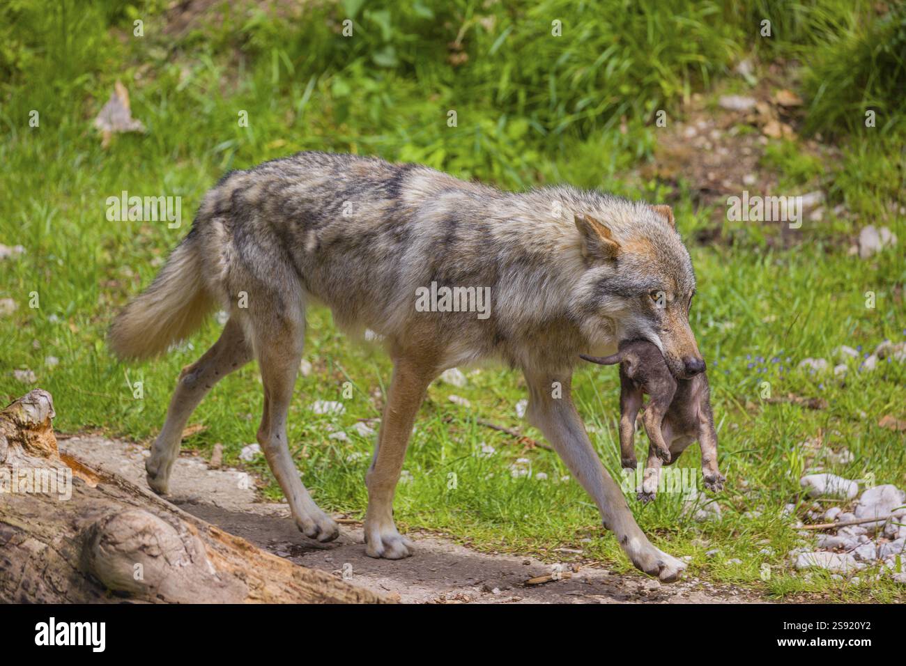 A male eurasian gray wolf (Canis lupus lupus) carries a pup to another ...
