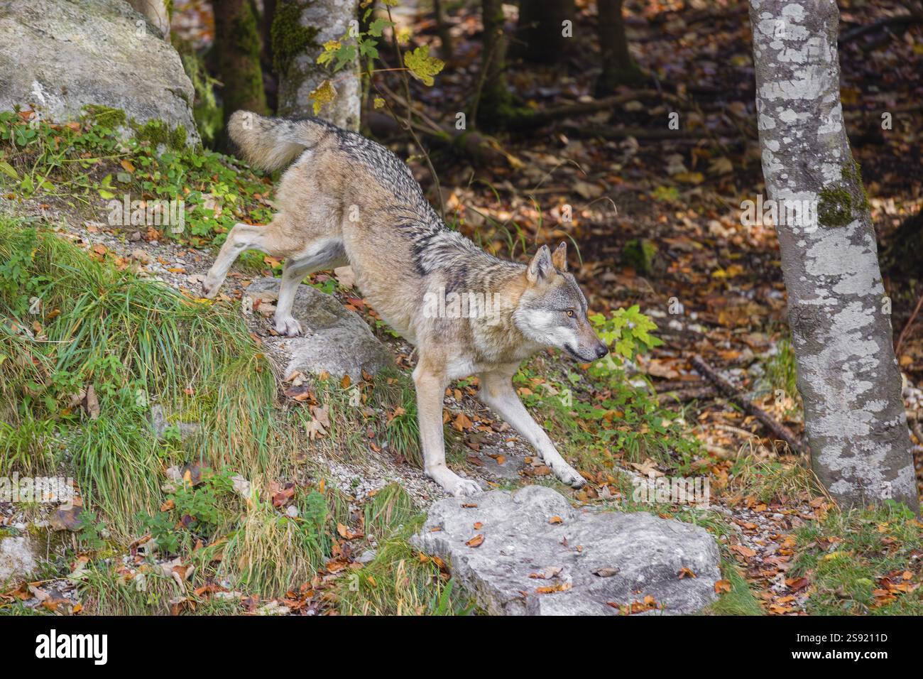 A eurasian gray wolf (Canis lupus lupus) runs across a meadow down a ...