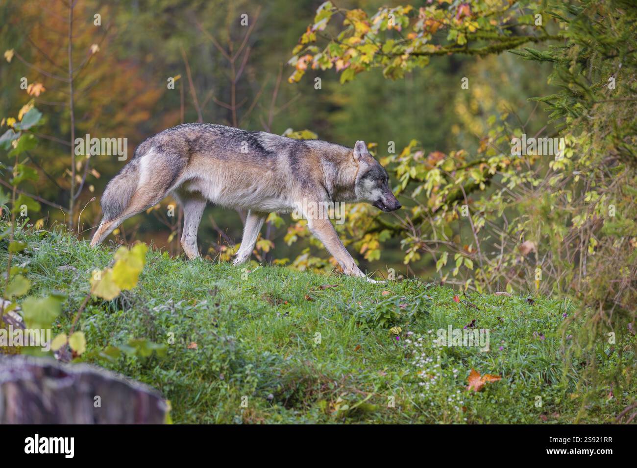 A Eurasian gray wolf (Canis lupus lupus) runs down a hill on a lying ...