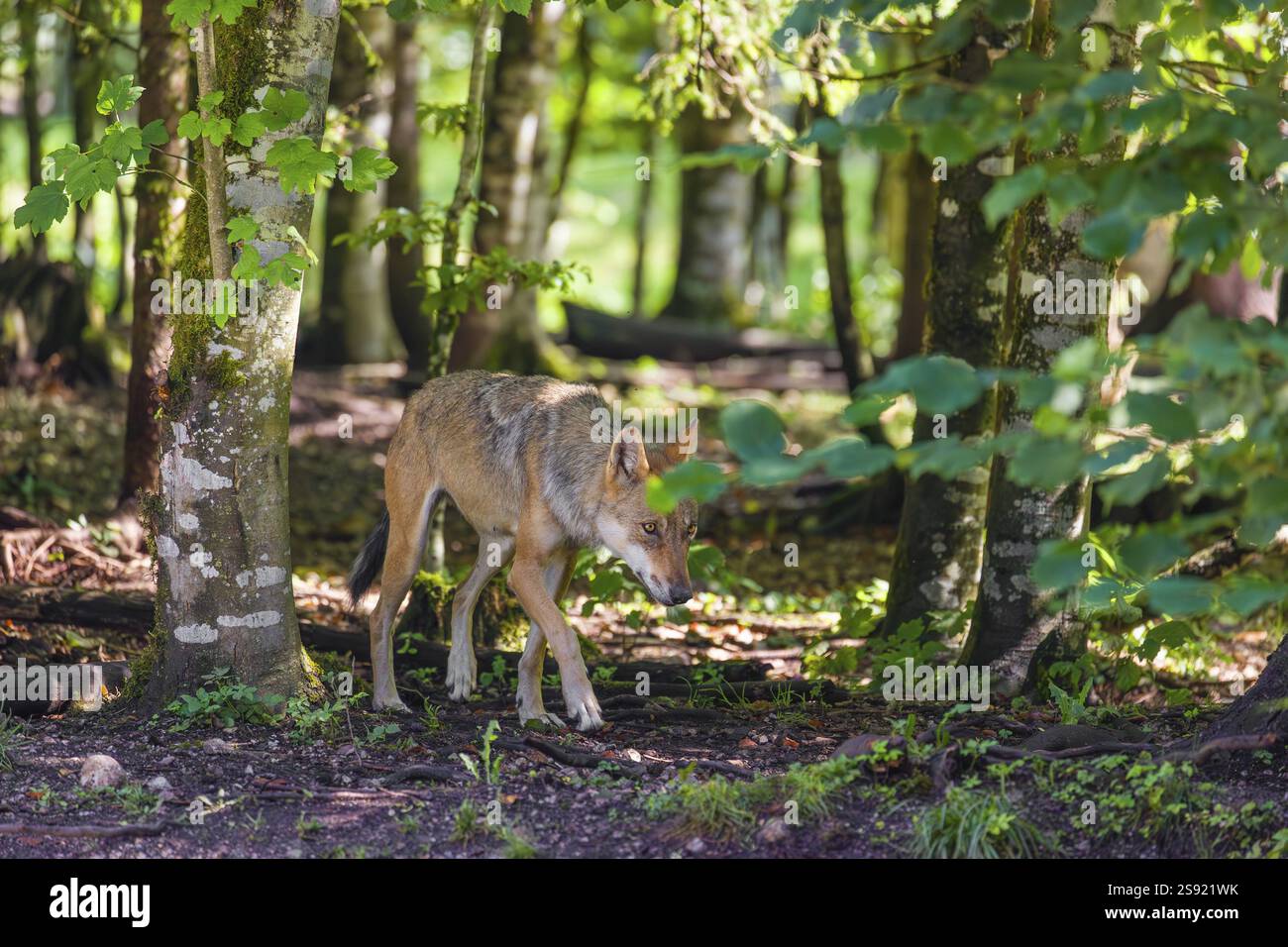 A female adult grey wolf (Canis lupus lupus) runs through a forest on a ...