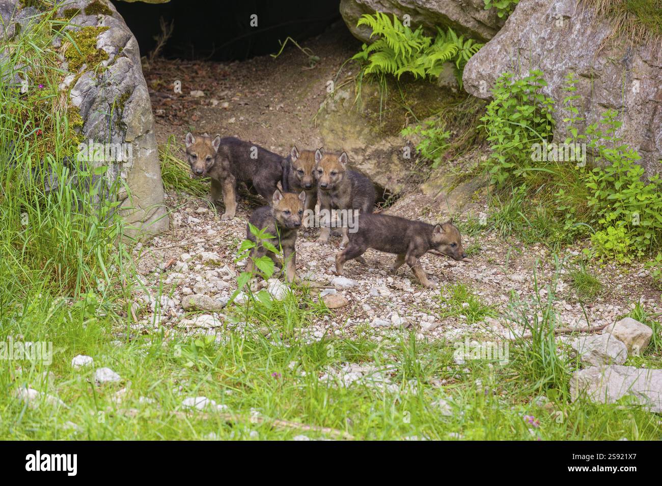 Up to six eurasian gray wolf (Canis lupus lupus) pups play in front of ...