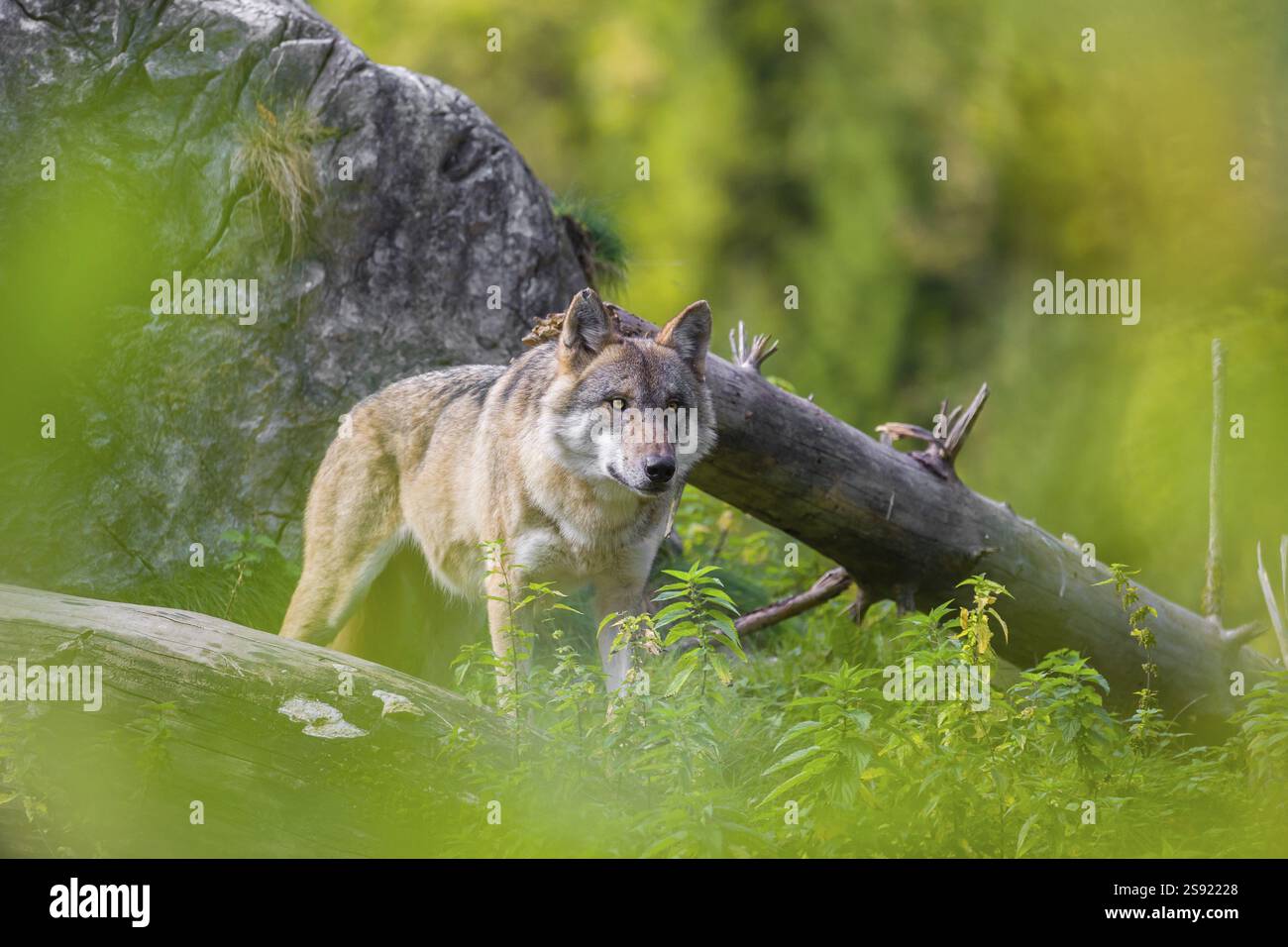 A Eurasian gray wolf (Canis lupus lupus) stands, framed by leaves, on a ...