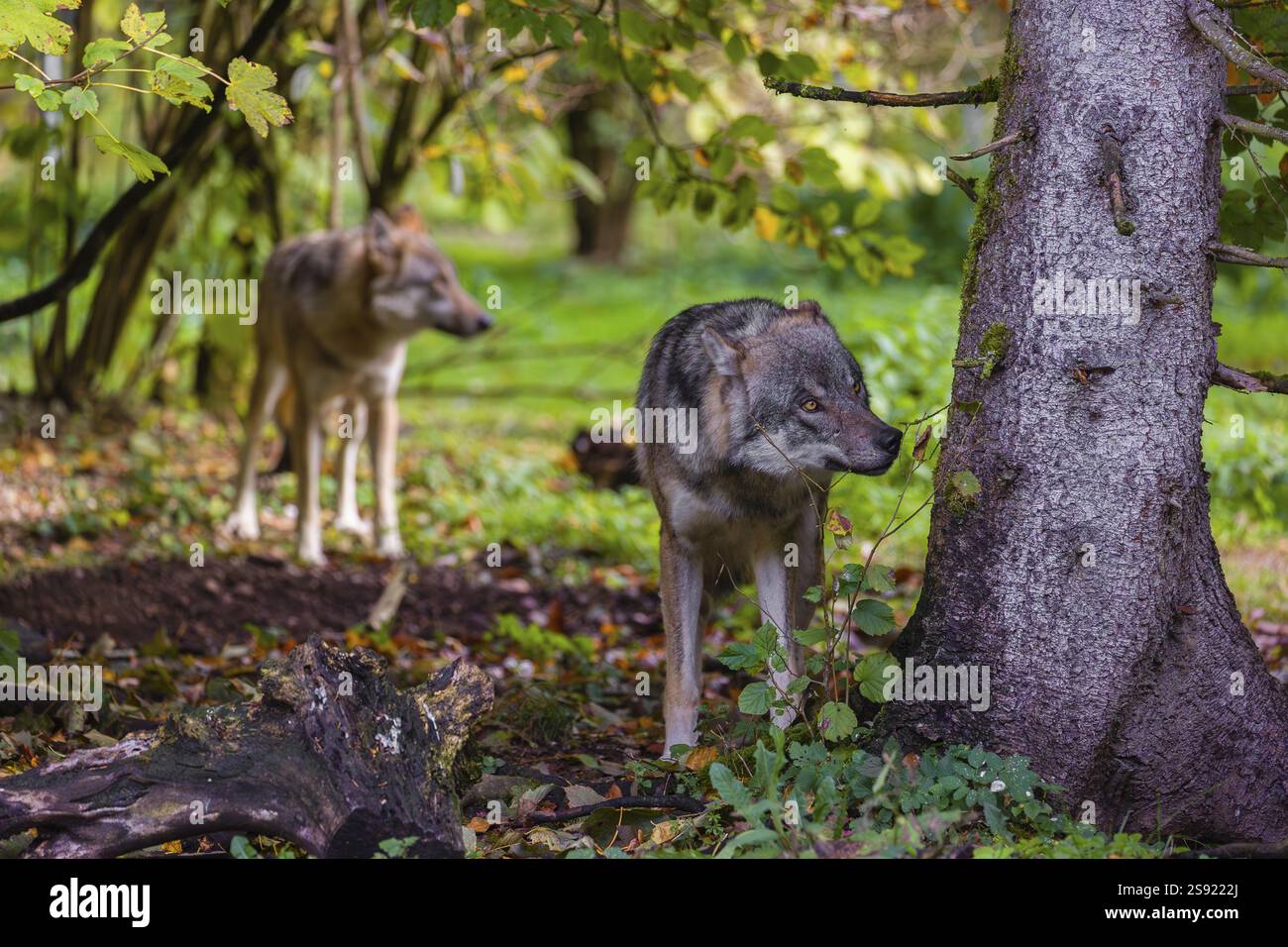 Two gray wolves (Canis lupus lupus) run through a forest Stock Photo - Alamy