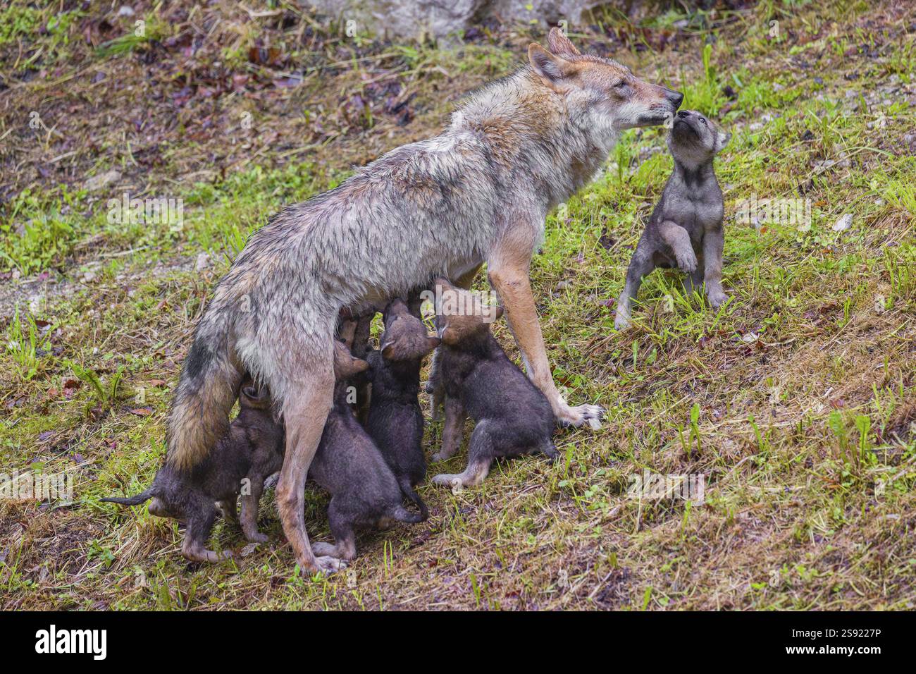 A Female Grey Wolf Canis Lupus Lupus Nurses Her Pups Near Their Den