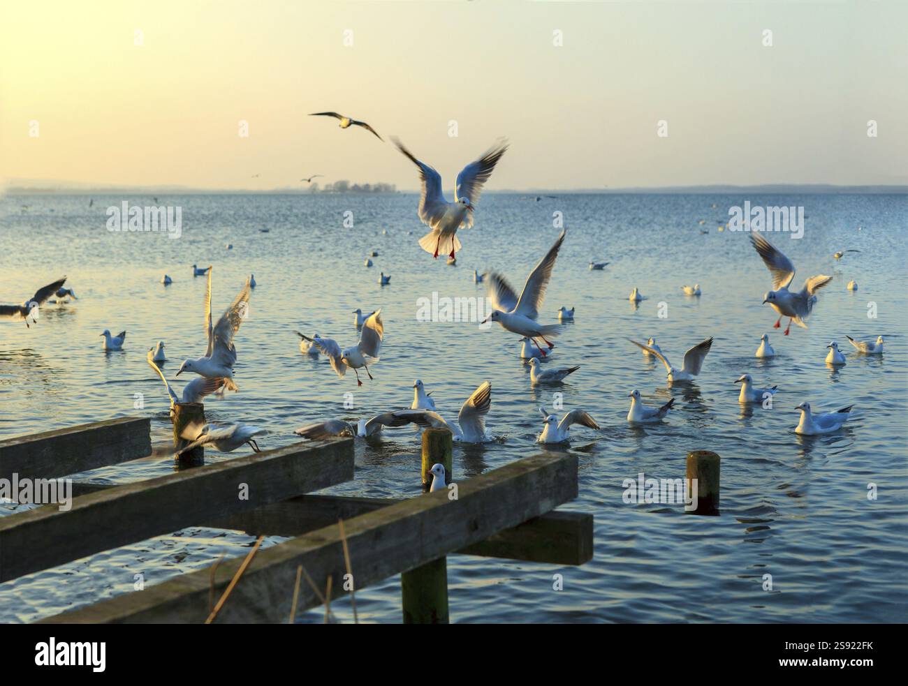 Seagulls flying over the Steinhuder Meer or Steinhuder Sea, Lower ...