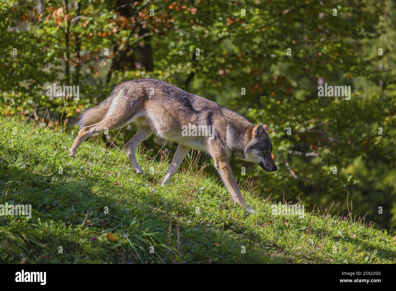 A eurasian gray wolves (Canis lupus lupus) runs across a meadow on a ...