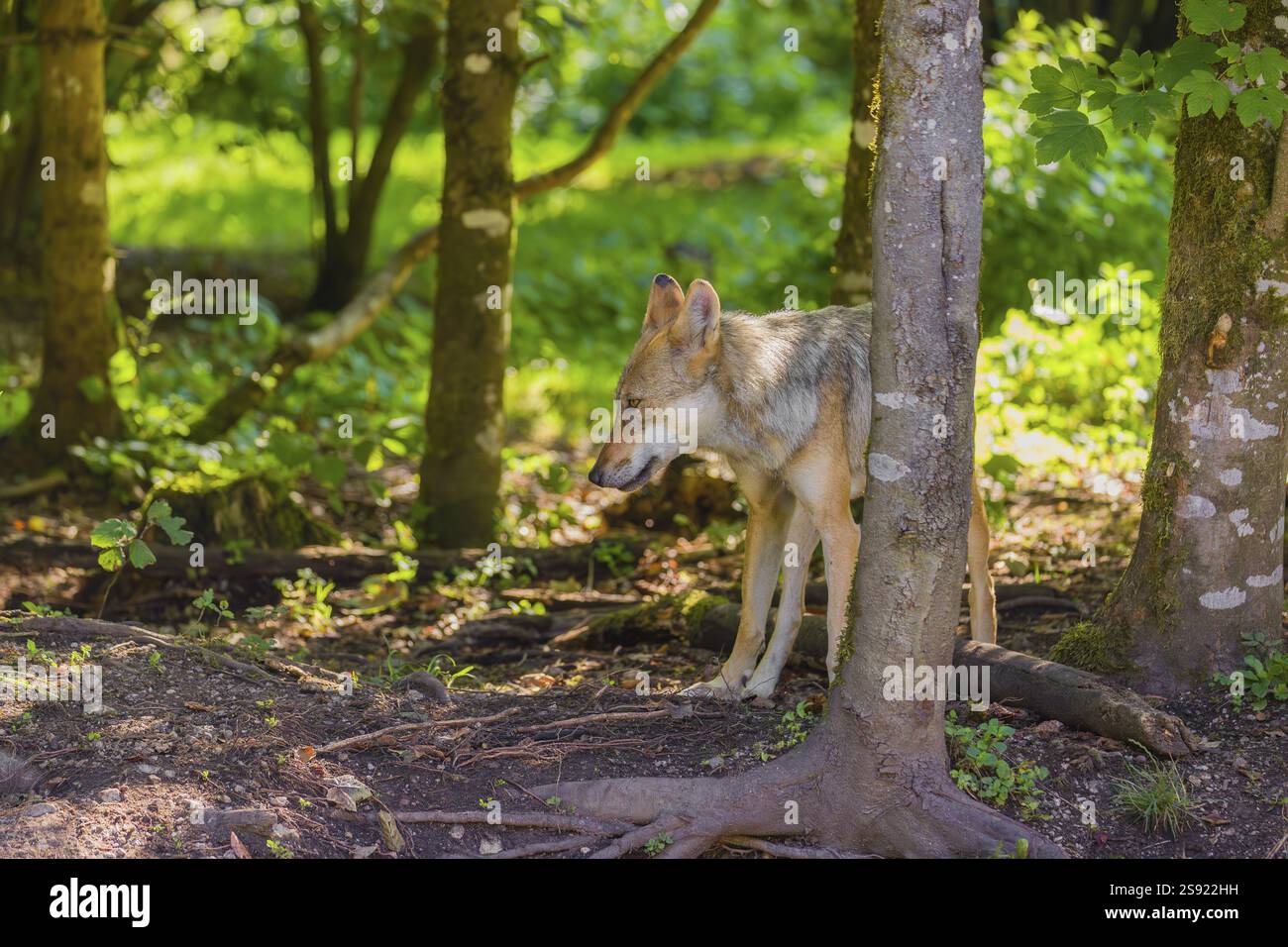 A female gray wolf (Canis lupus lupus) stands at the edge of a forest watching something Stock ...