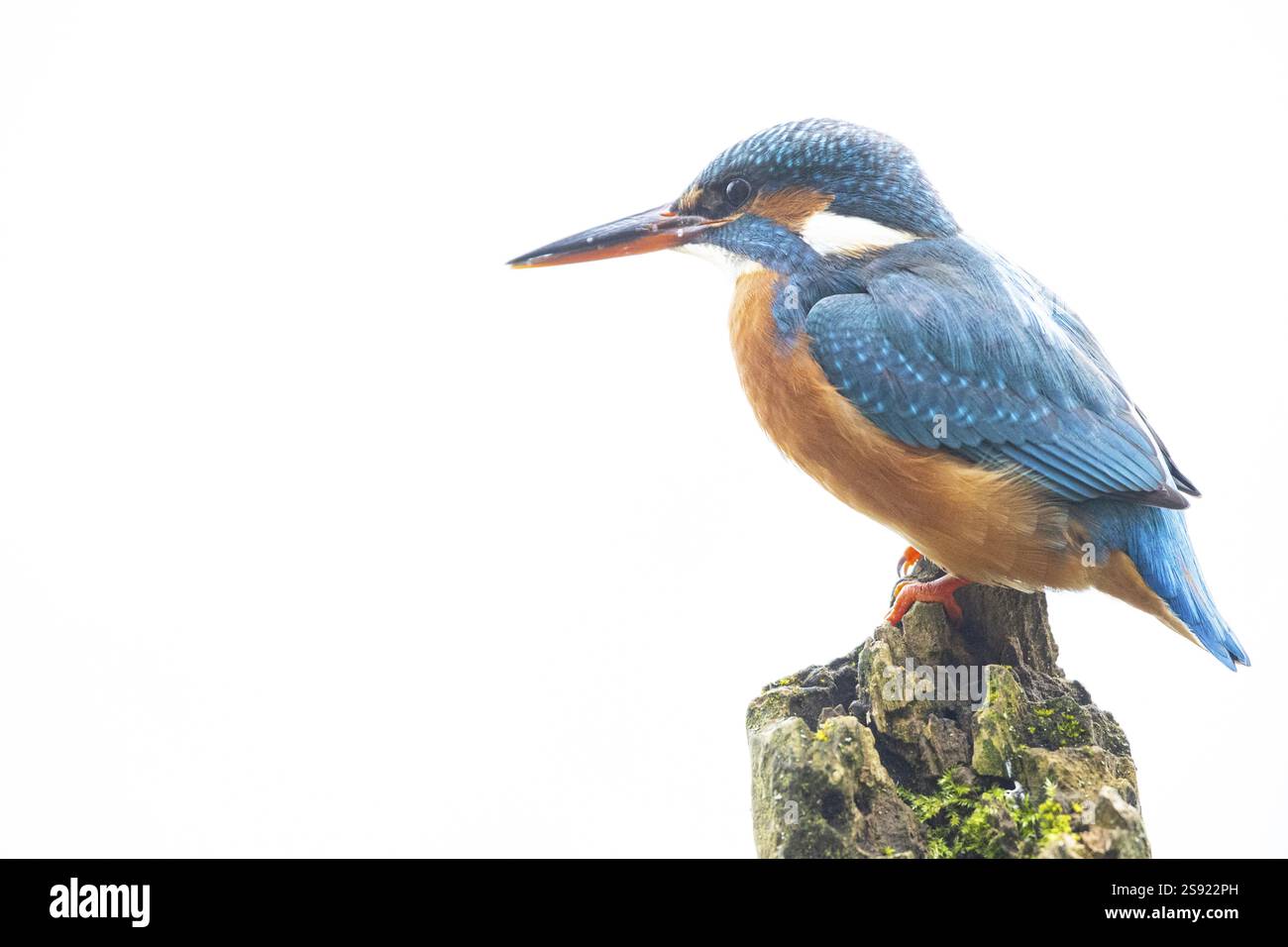 Kingfisher common Cut Out Stock Images & Pictures - Alamy