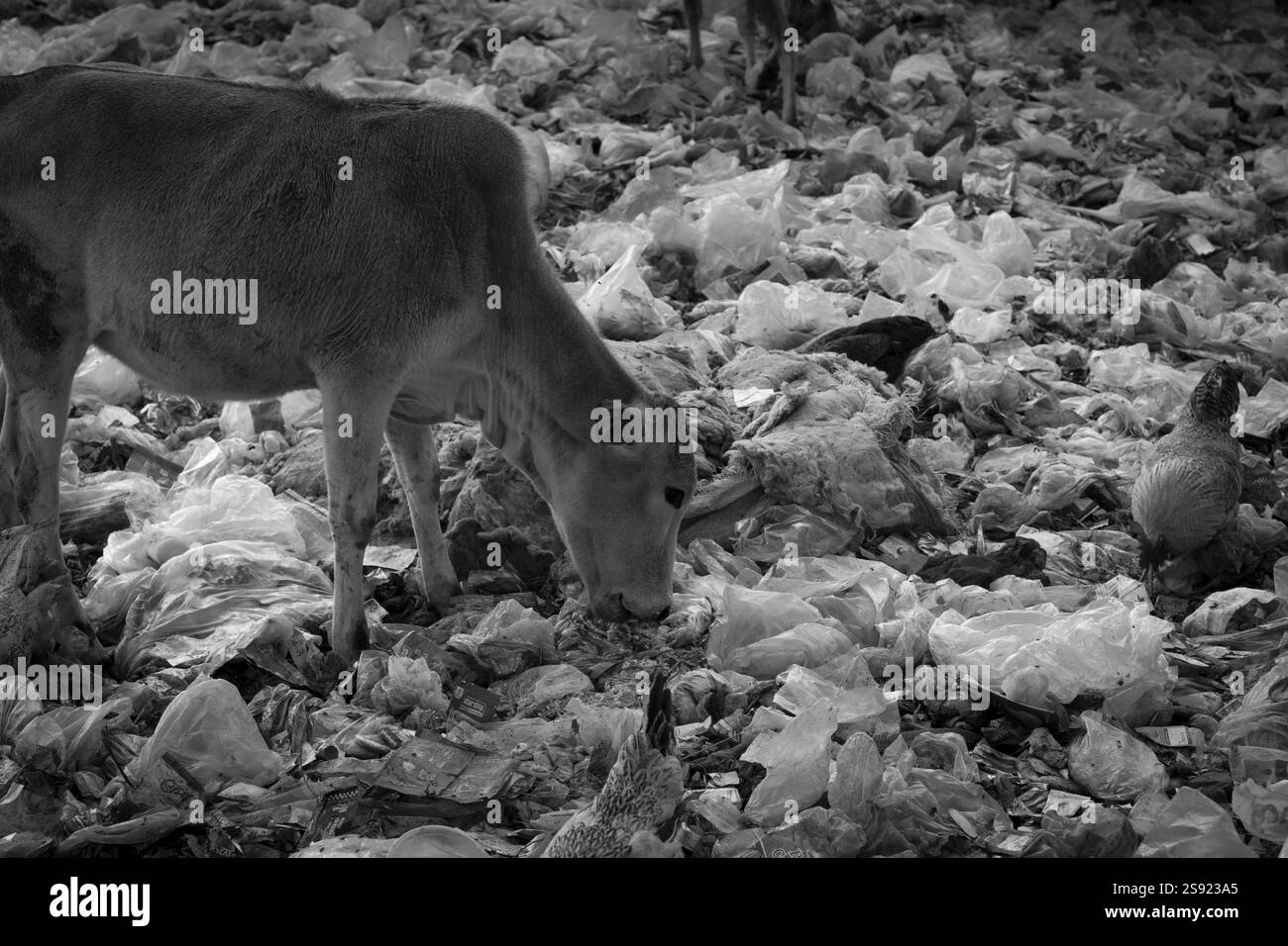 Cows and chickens searched for food in huge piles of garbage. A grim ...