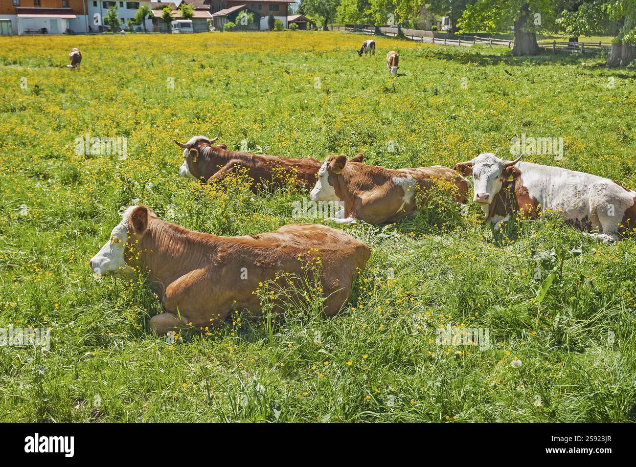 Happy cows, Simmental Fleckvieh in spring meadow, Upper Bavaria ...