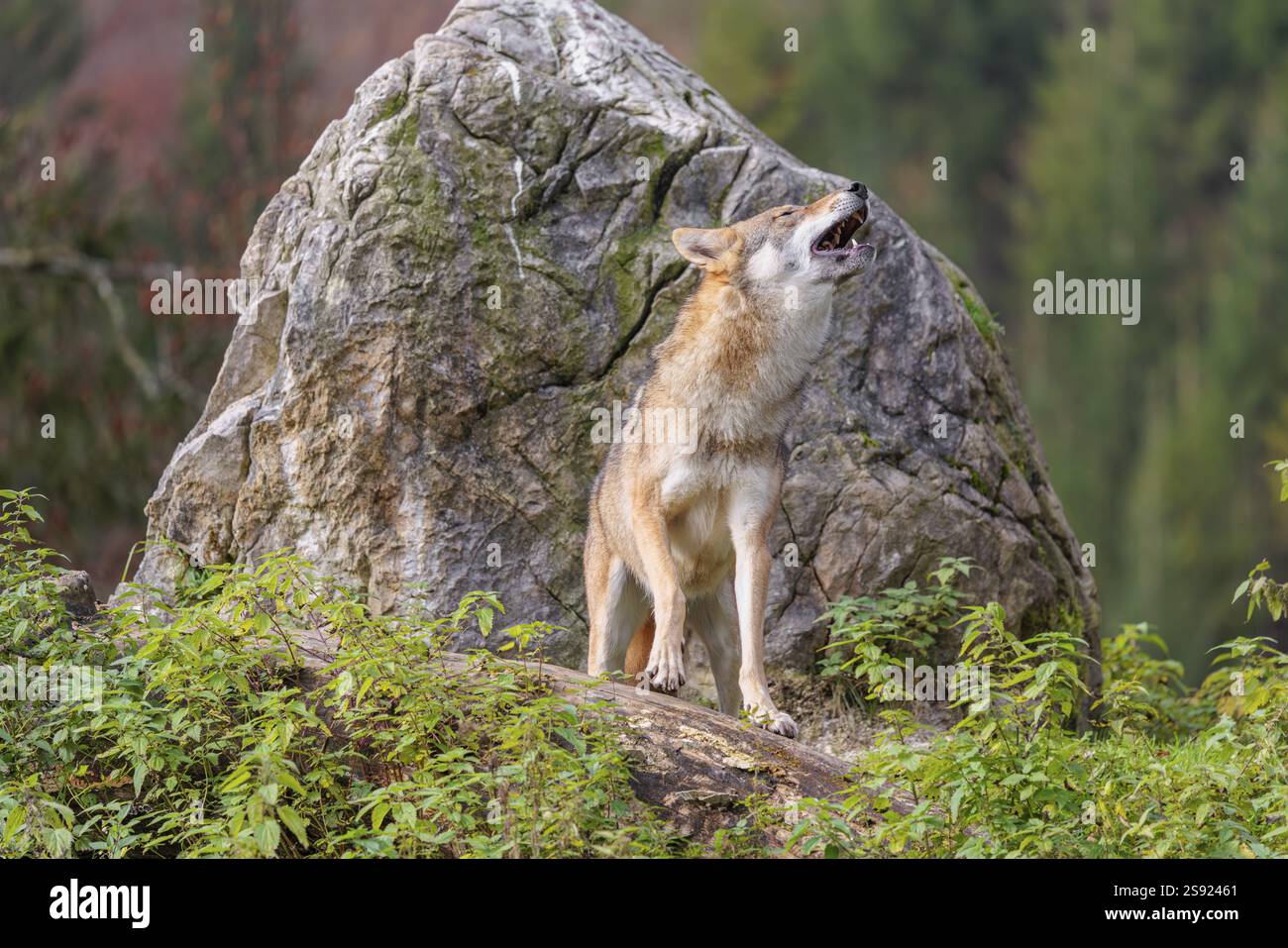A female grey wolf (Canis lupus lupus) stands howling on a lying tree ...
