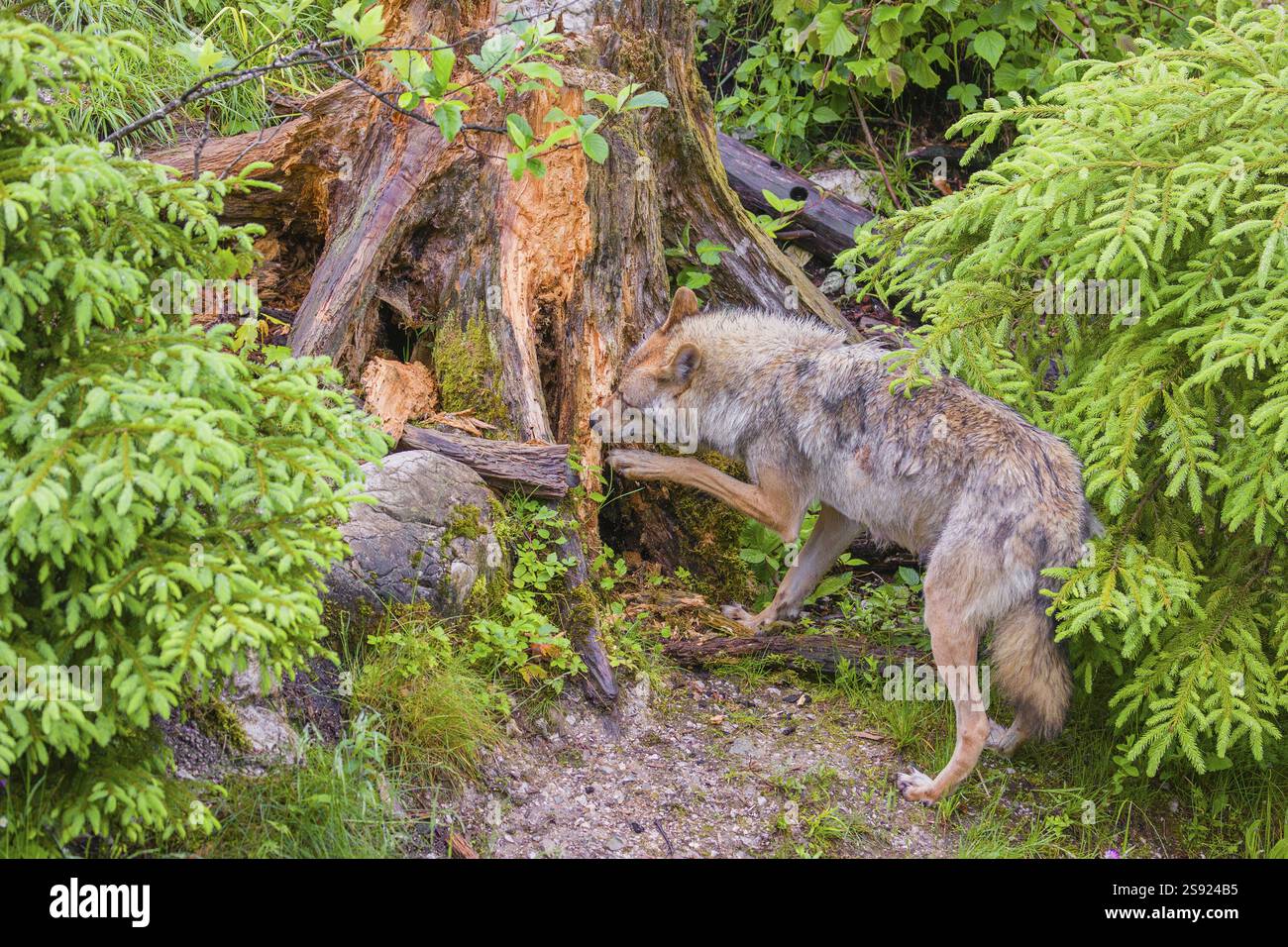 A female Eurasian Grey Wolf (Canis lupus lupus) is digging for ...