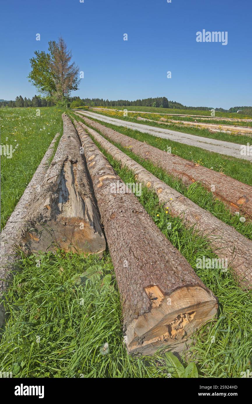 Spruce tree trunks, European spruce (Picea abies), in spring meadow ...