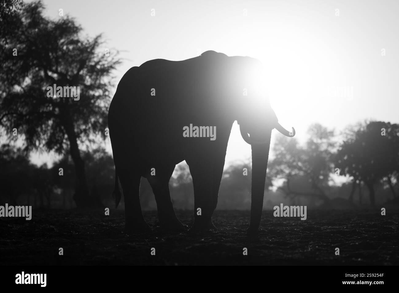 Mono African elephant stands backlit by sun Stock Photo - Alamy