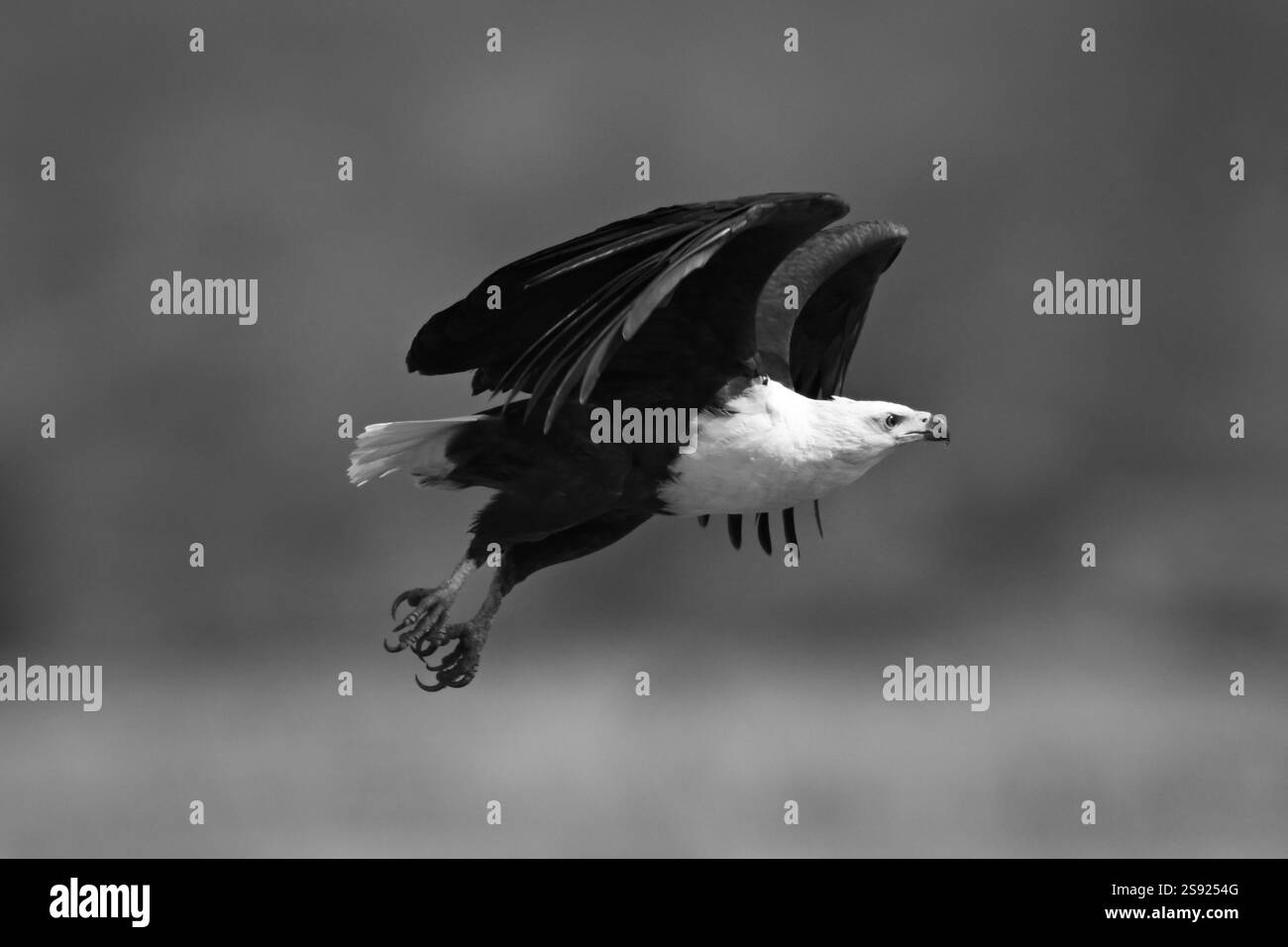 Mono African fish eagle flies from riverbank Stock Photo - Alamy