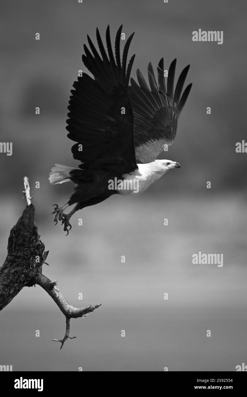 Mono African fish eagle flies from stump Stock Photo - Alamy