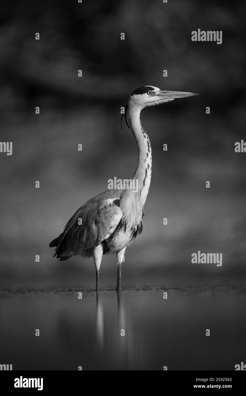 Mono grey heron beside pond facing right Stock Photo - Alamy