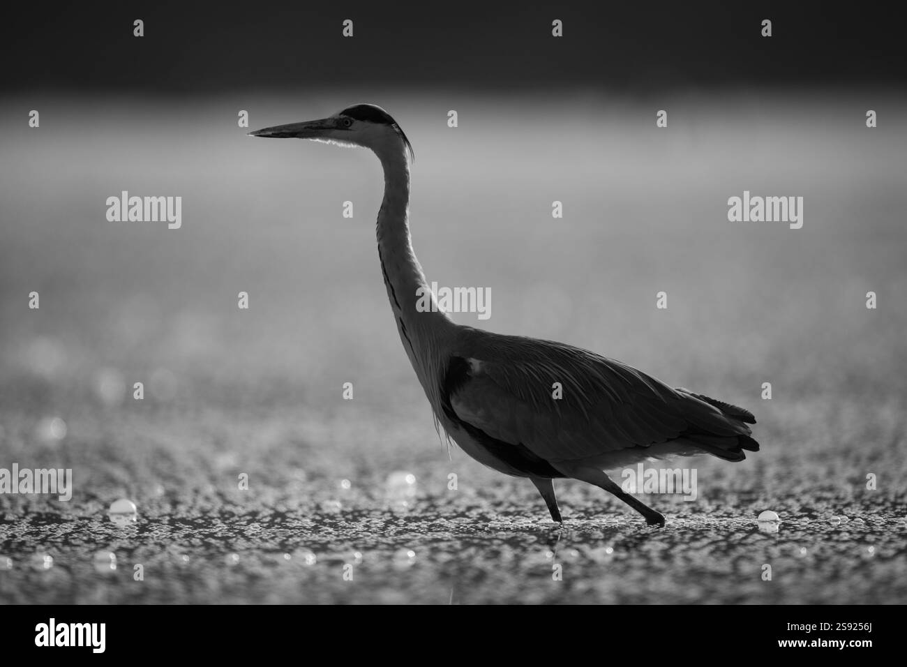 Mono grey heron crosses pond at dawn Stock Photo - Alamy