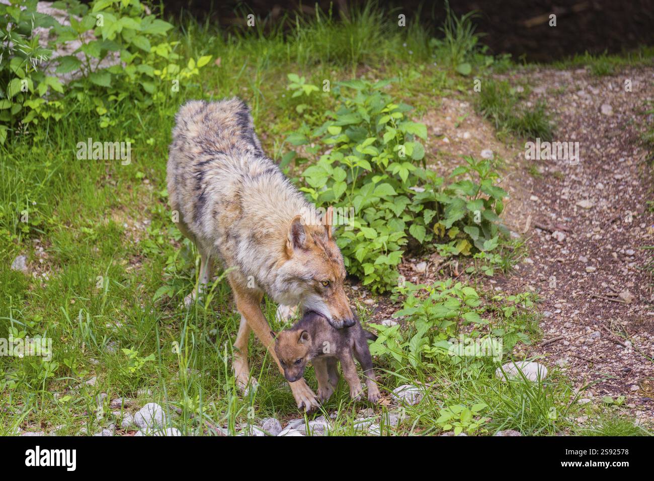 A female eurasian gray wolf (Canis lupus lupus) carries a pup to ...