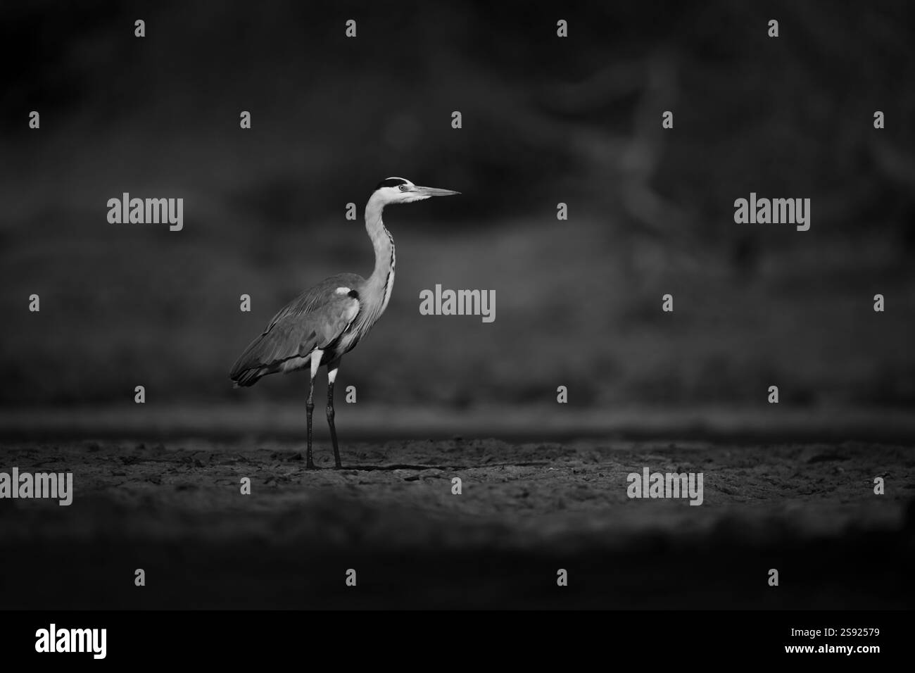 Mono grey heron in profile beside pond Stock Photo - Alamy