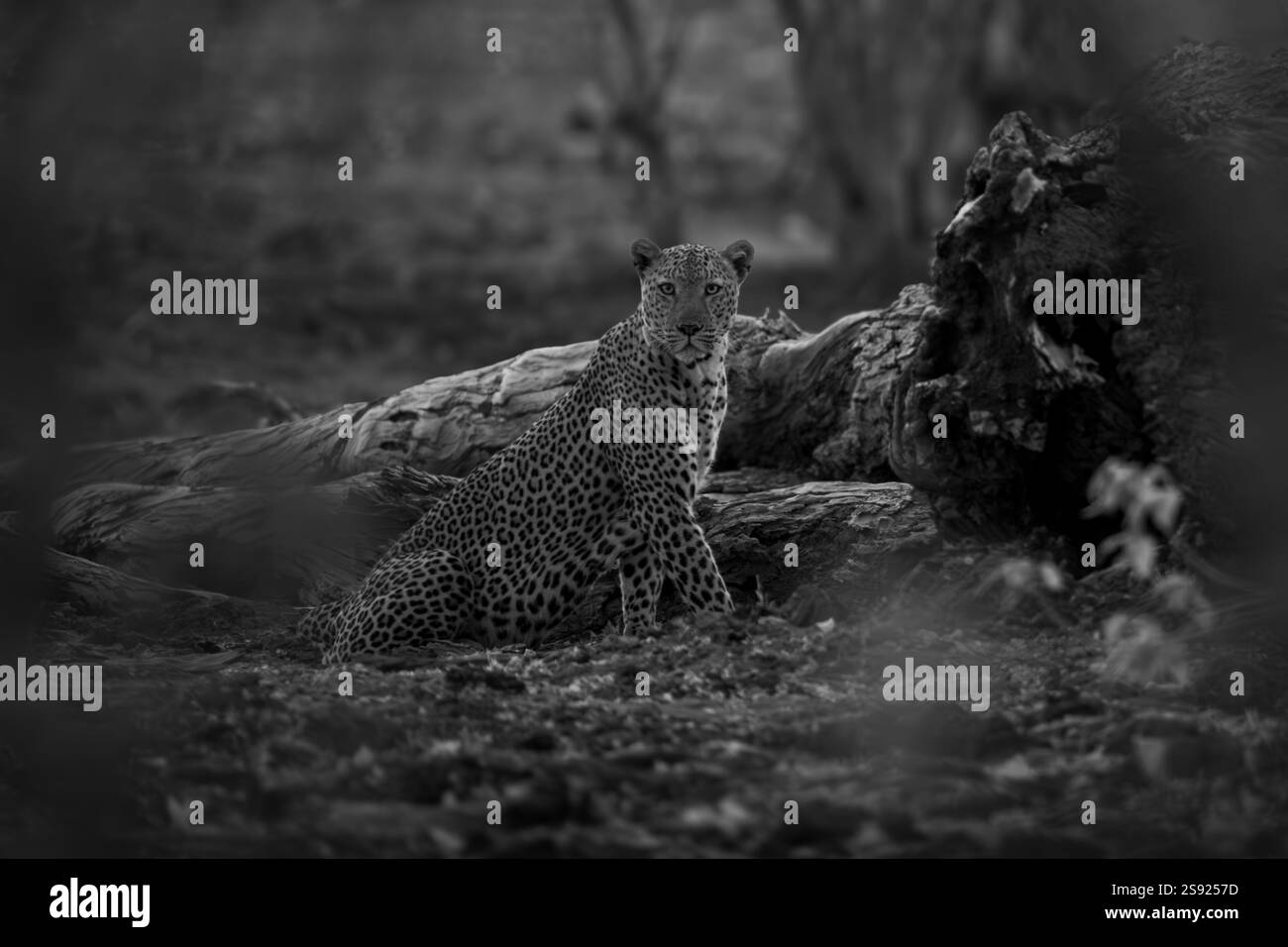Mono leopard sits by log watching camera Stock Photo - Alamy
