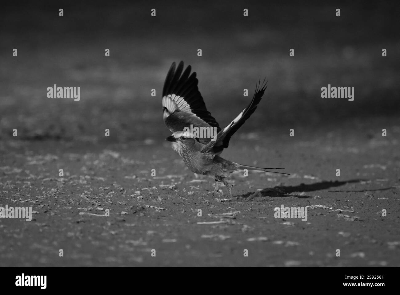Mono lilac-breasted roller crosses earth casting shadow Stock Photo - Alamy