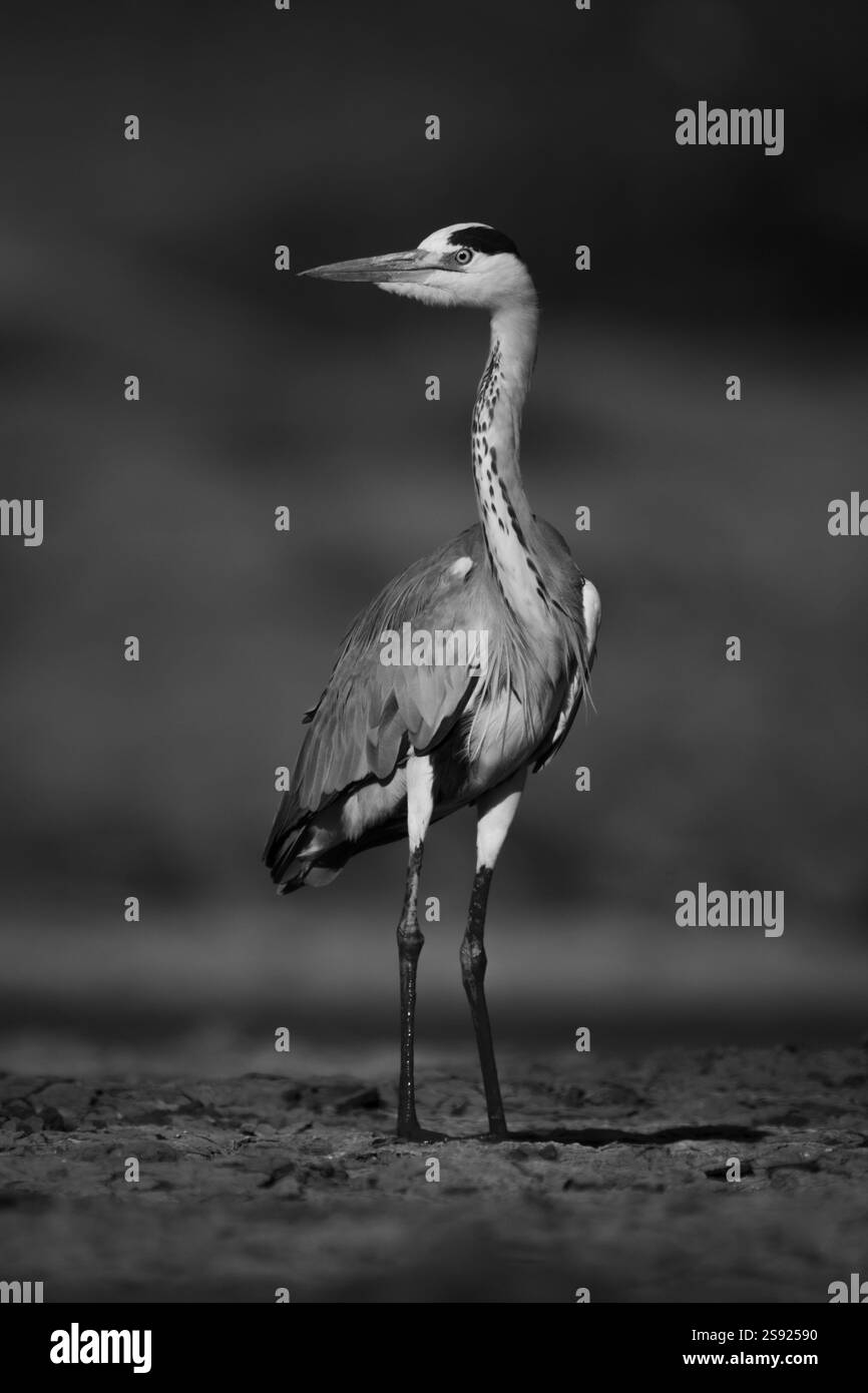 Mono grey heron beside pond turning head Stock Photo - Alamy