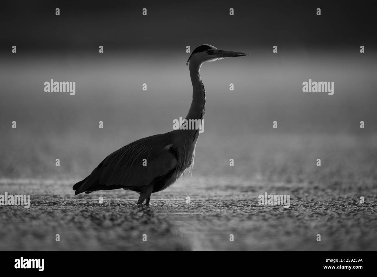 Mono grey heron crosses pool at dawn Stock Photo - Alamy