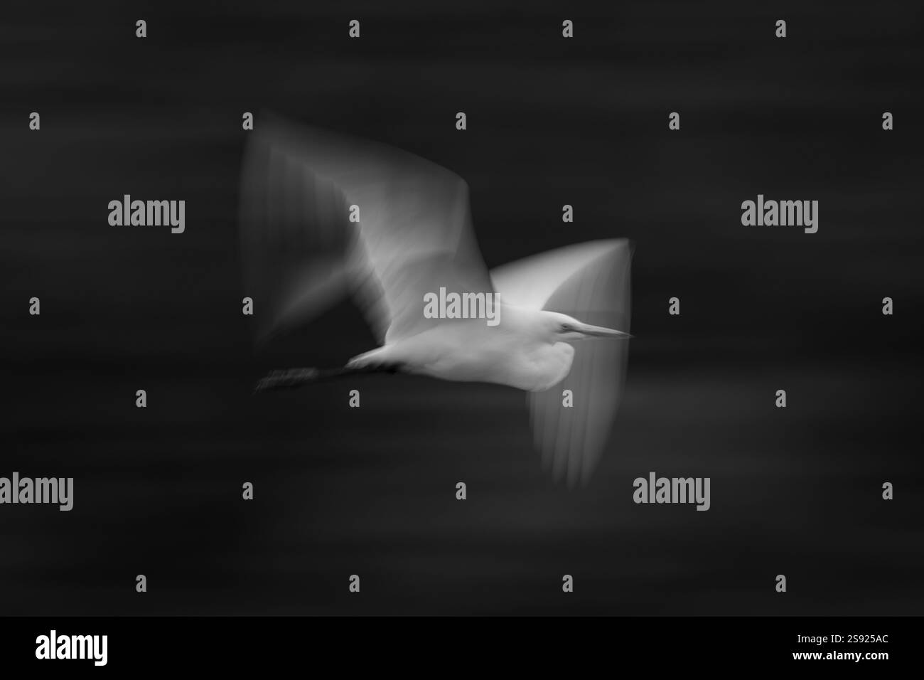 Mono slow pan of egret flapping wings Stock Photo - Alamy