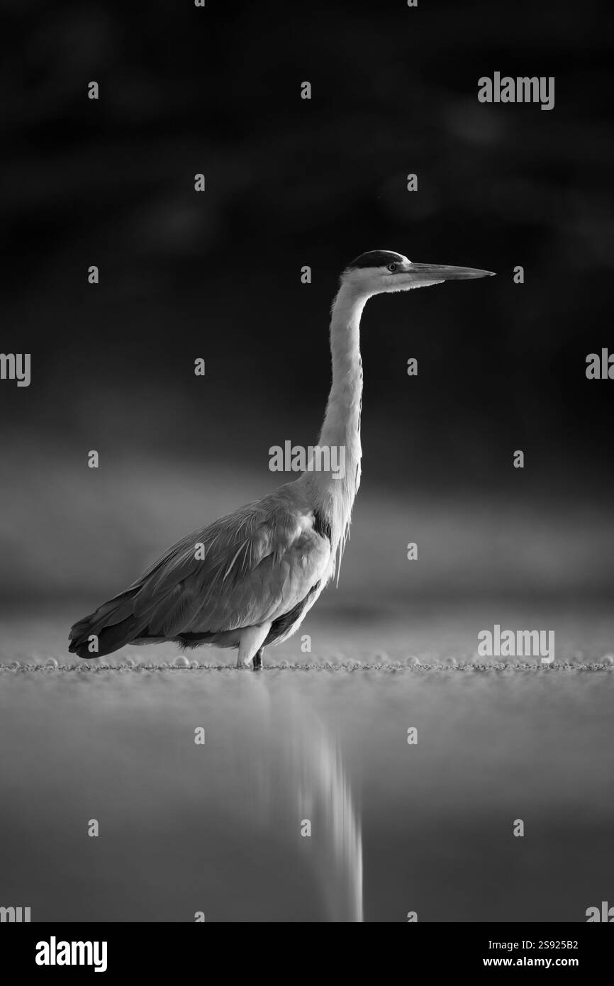 Mono grey heron stands backlit in pool Stock Photo - Alamy