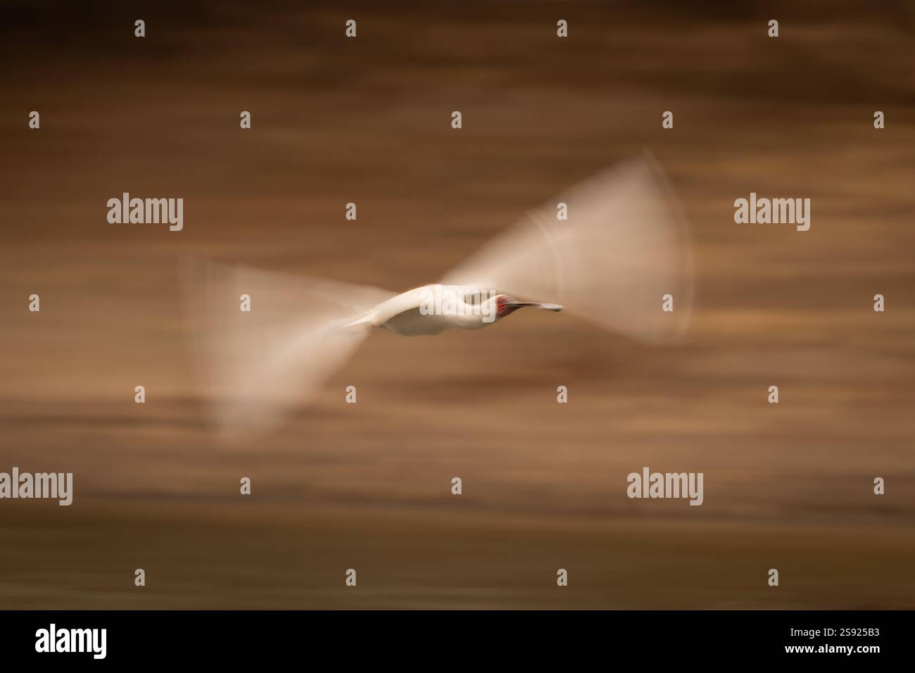 Slow pan of African spoonbill flying past Stock Photo - Alamy