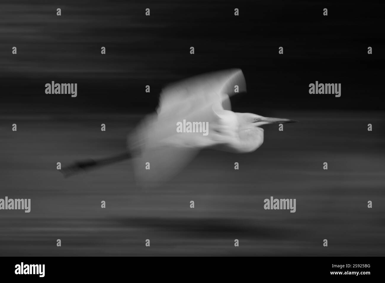 Mono slow pan of egret flying past Stock Photo - Alamy