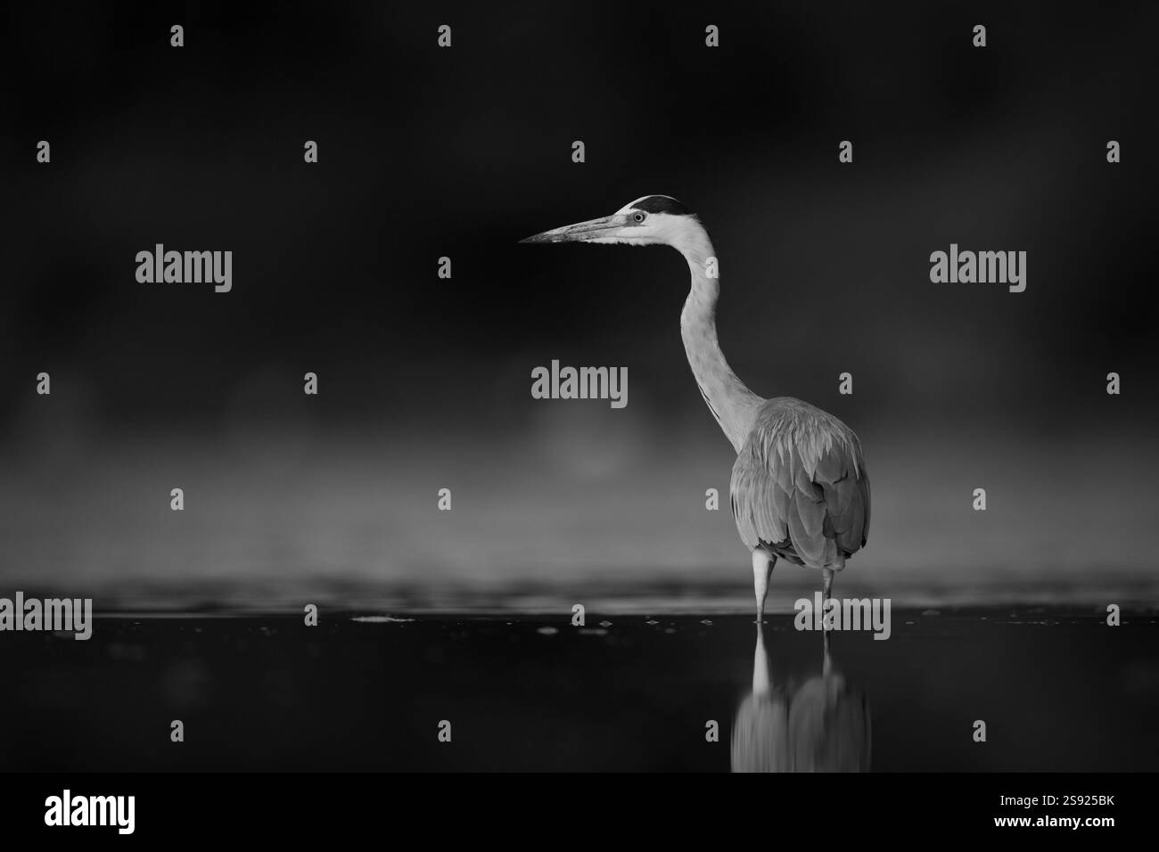 Mono grey heron in pond turning head Stock Photo - Alamy