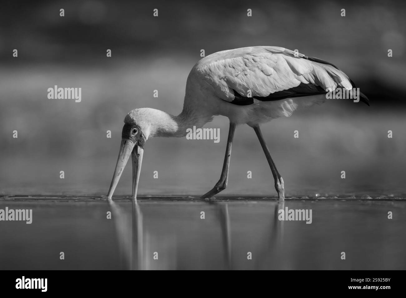 Mono stork looks for food in pond Stock Photo - Alamy