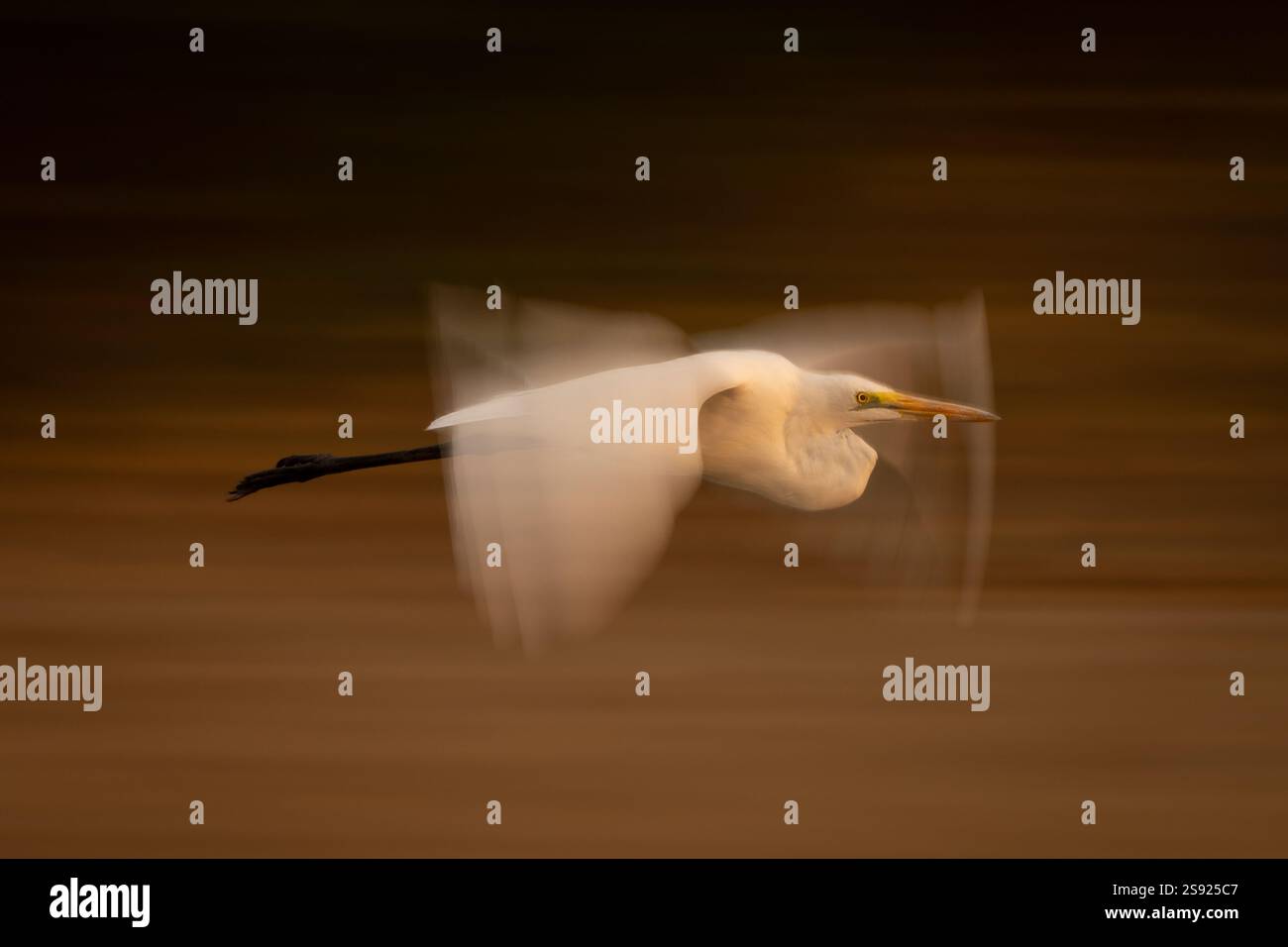 Slow pan of great egret flying low Stock Photo - Alamy
