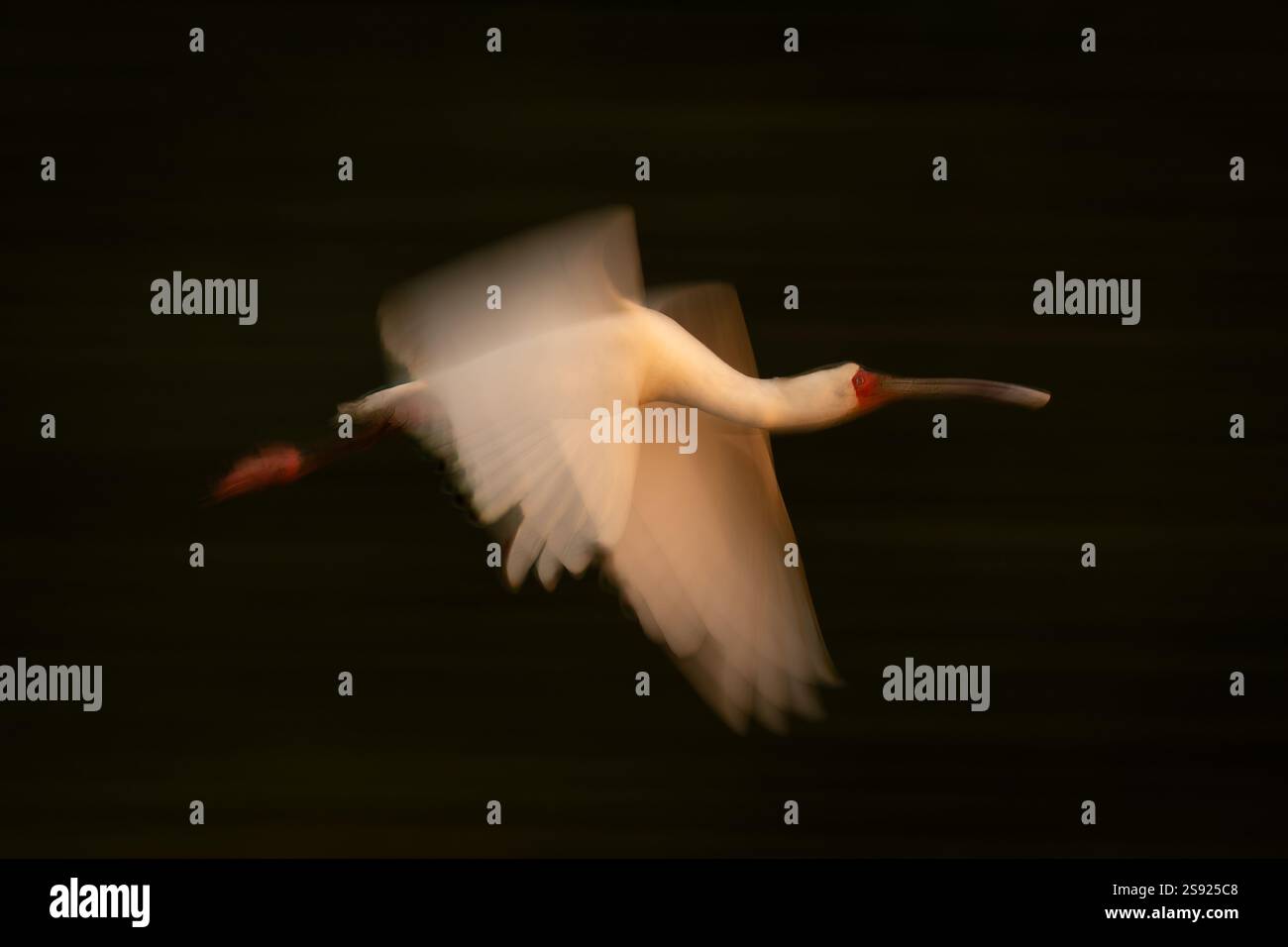 Slow pan of African spoonbill following pool Stock Photo - Alamy