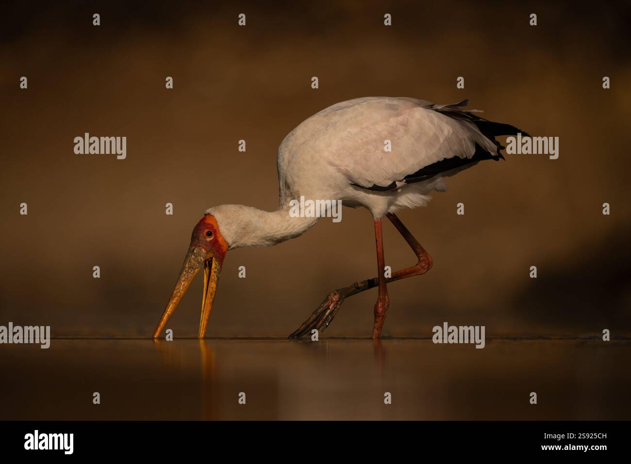 Yellow-billed stork looks for food on mudflats Stock Photo - Alamy
